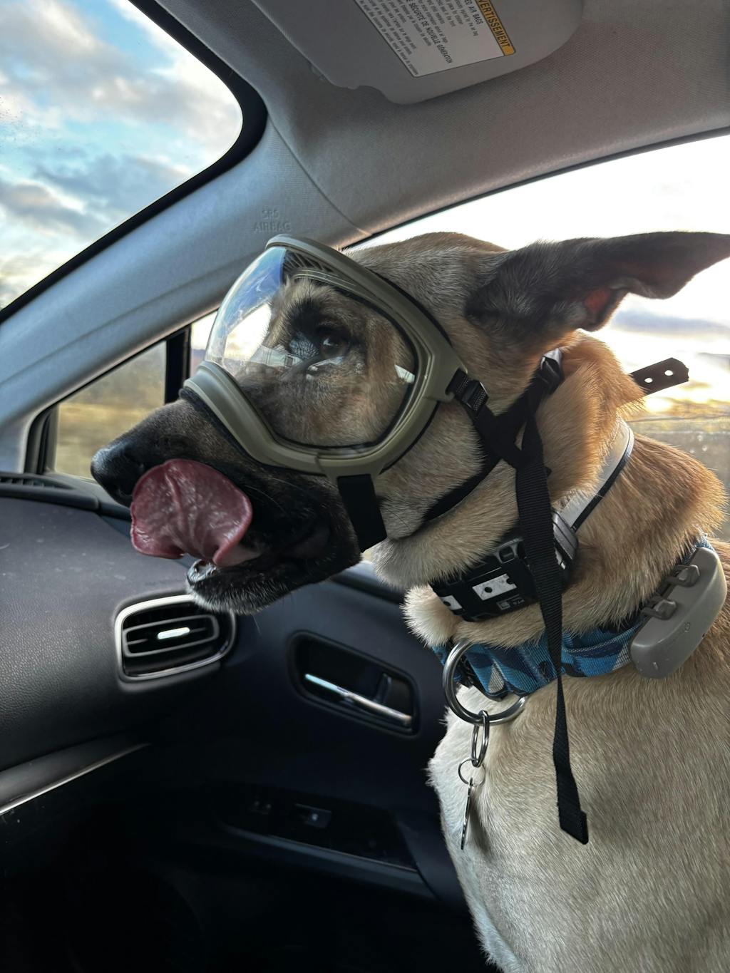 Dog Eyewear | Dog Goggles Eye Protection | Rex Specs