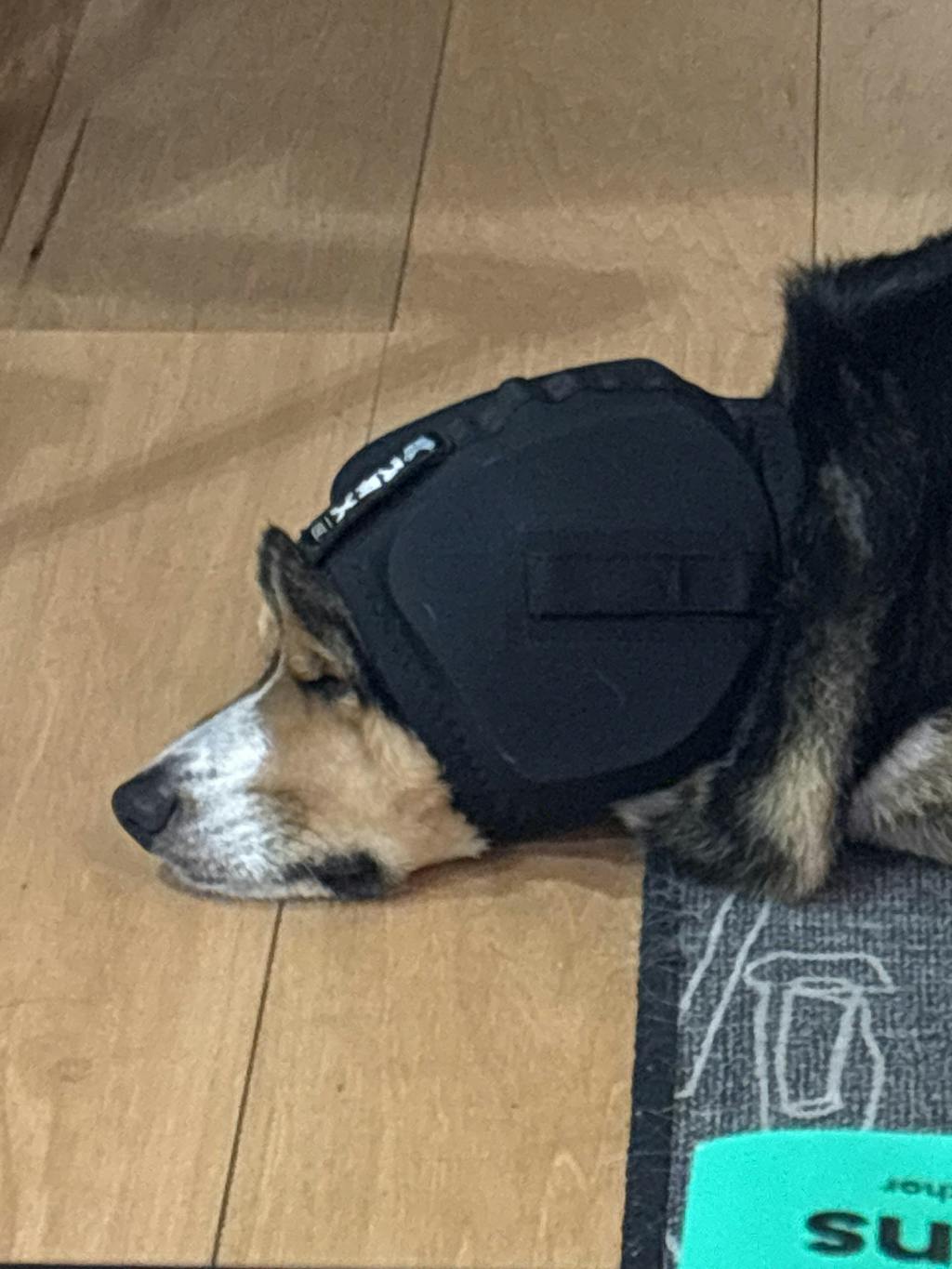 Ear Pro for Dogs – Rex Specs