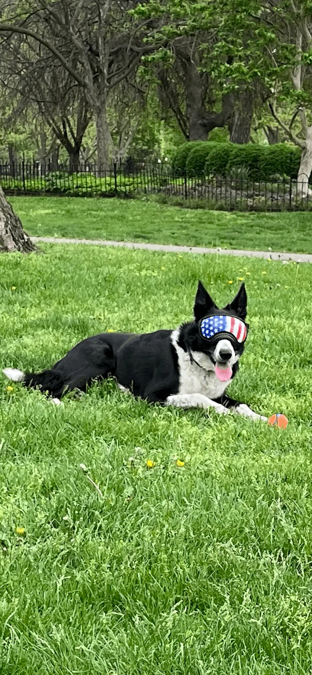 Lens Wraps Keep Your Dog's Rex Specs Lenses Clean & Scratch-Free