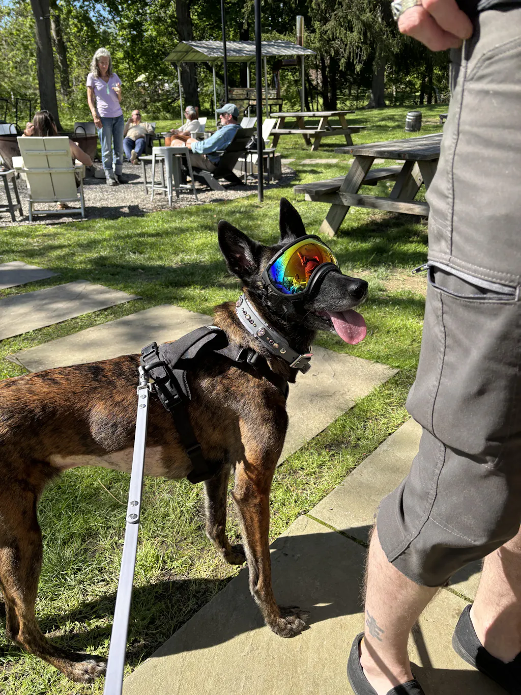 Buy Dog Trailhead Harness Online | Rex Specs