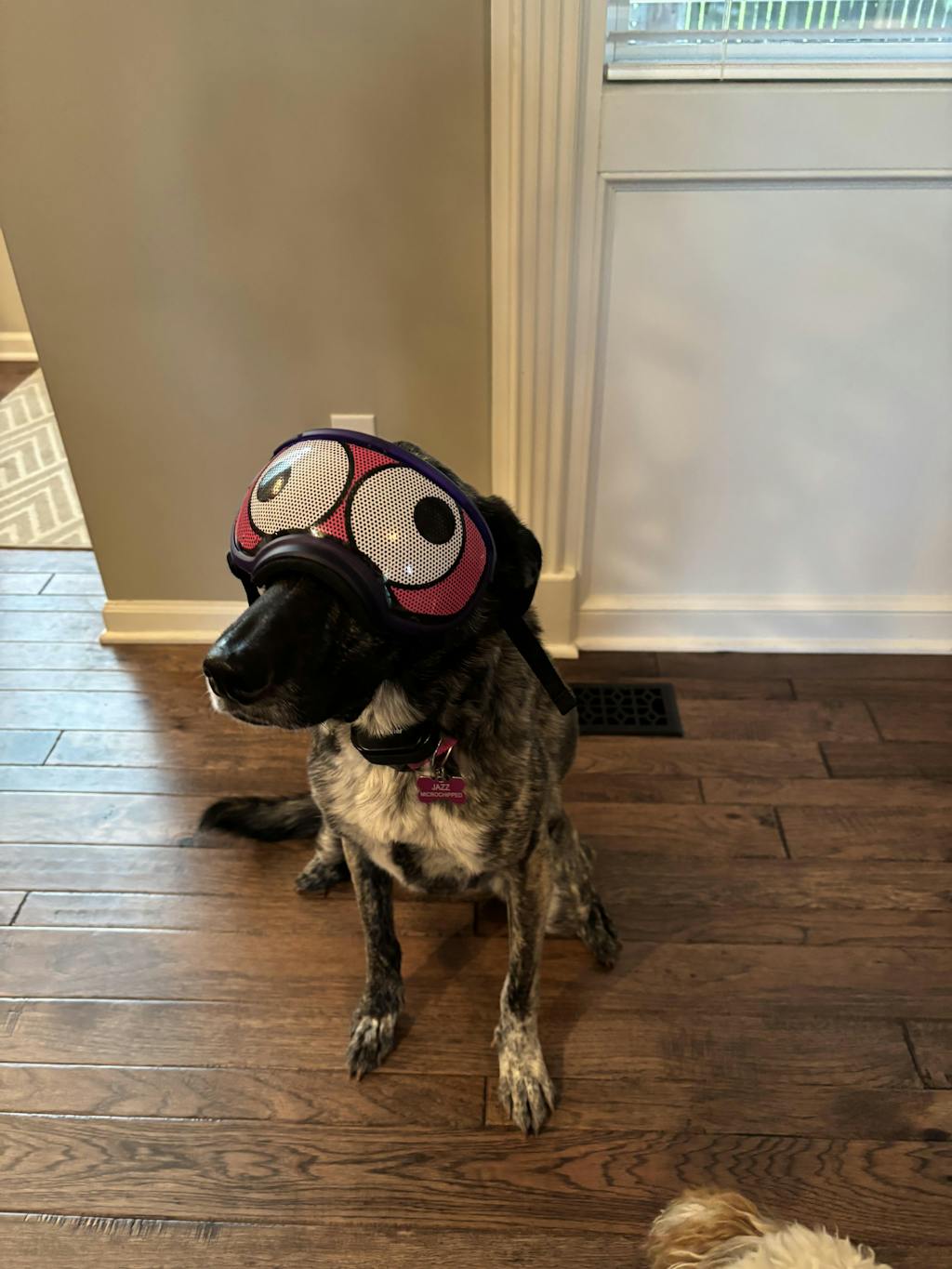 Lens Wraps Keep Your Dog's Rex Specs Lenses Clean & Scratch-Free