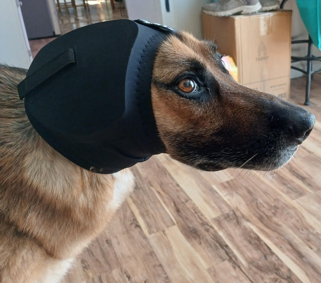 Ear Pro for Dogs – Rex Specs