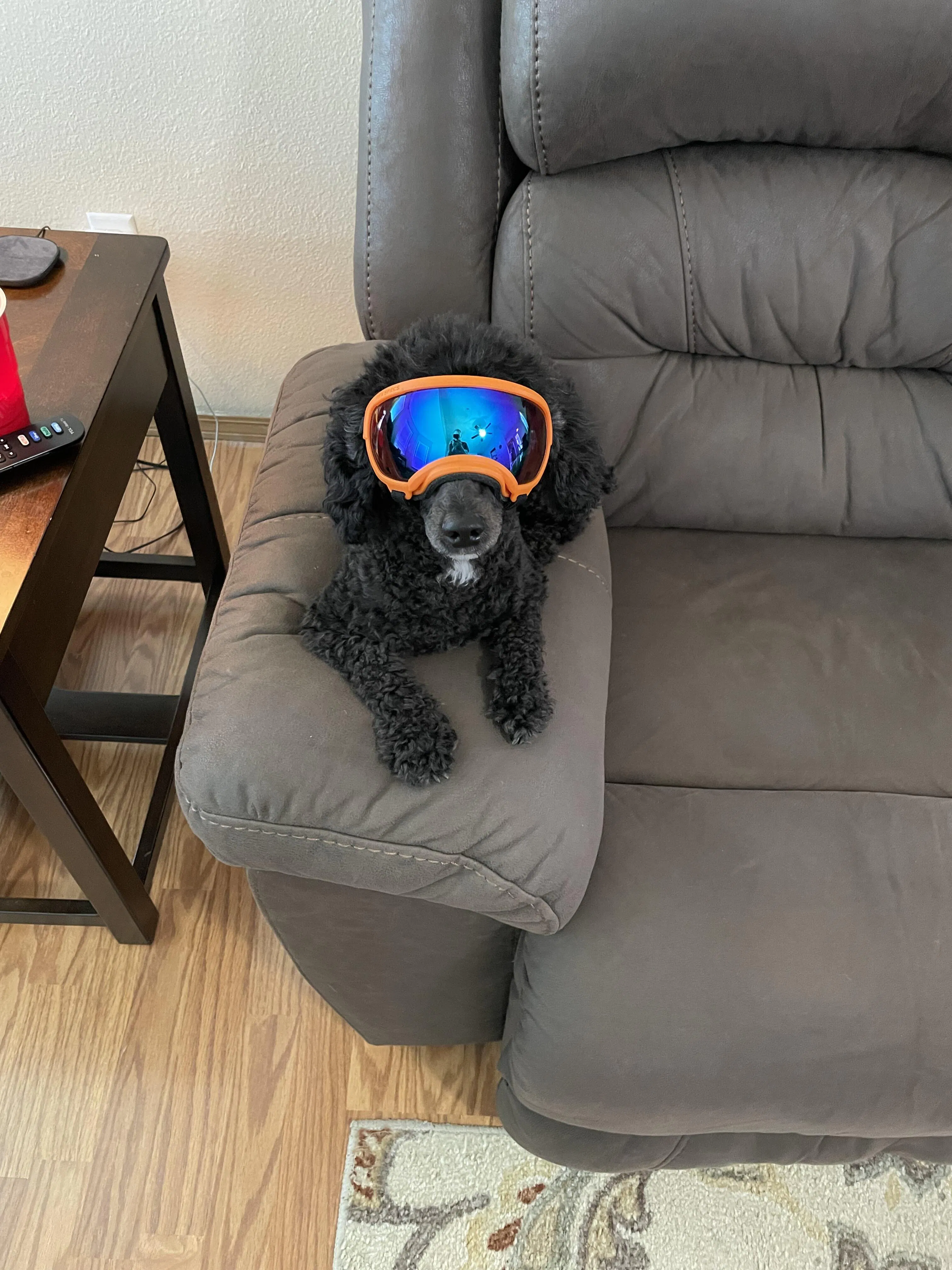 Dog Eyewear | Dog Goggles Eye Protection | Rex Specs