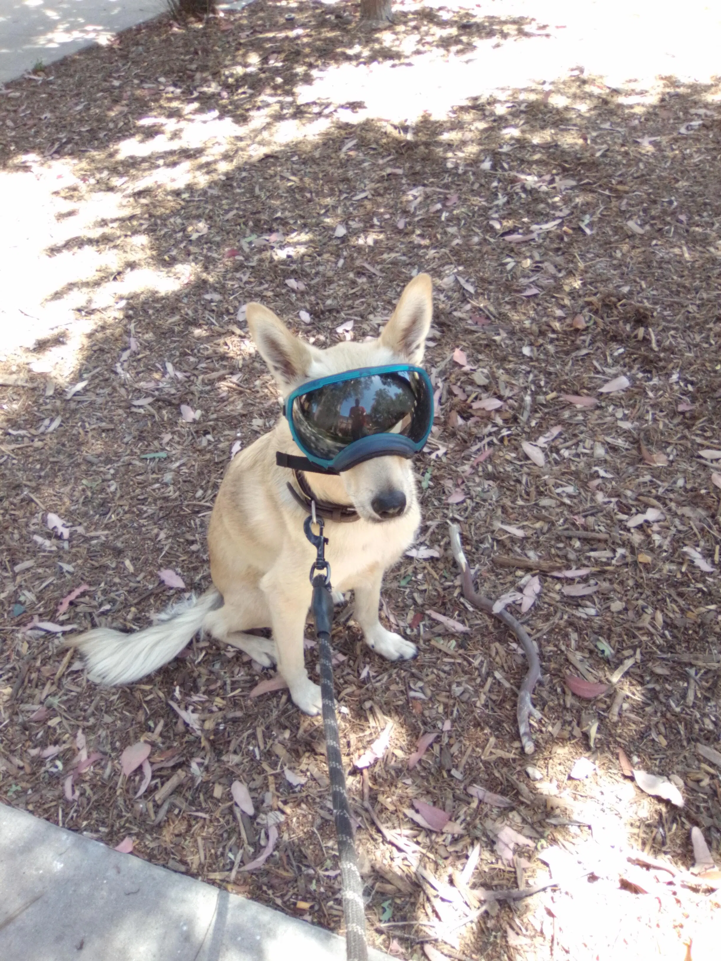 Dog Eyewear | Dog Goggles Eye Protection | Rex Specs