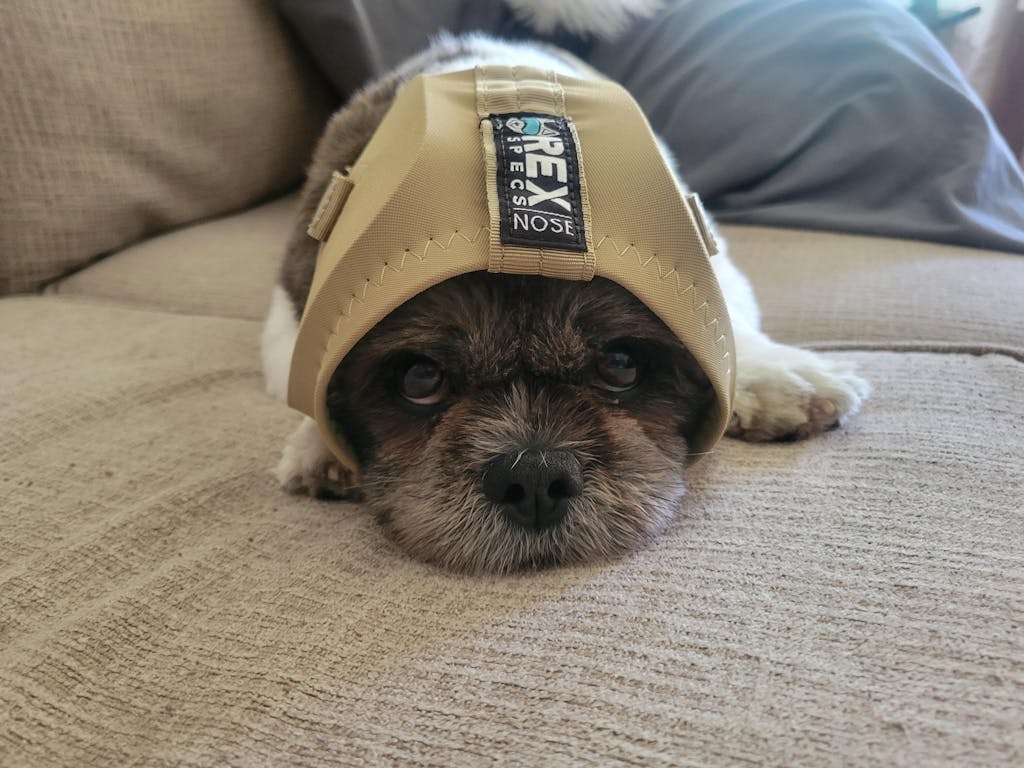 Ear Pro for Dogs – Rex Specs