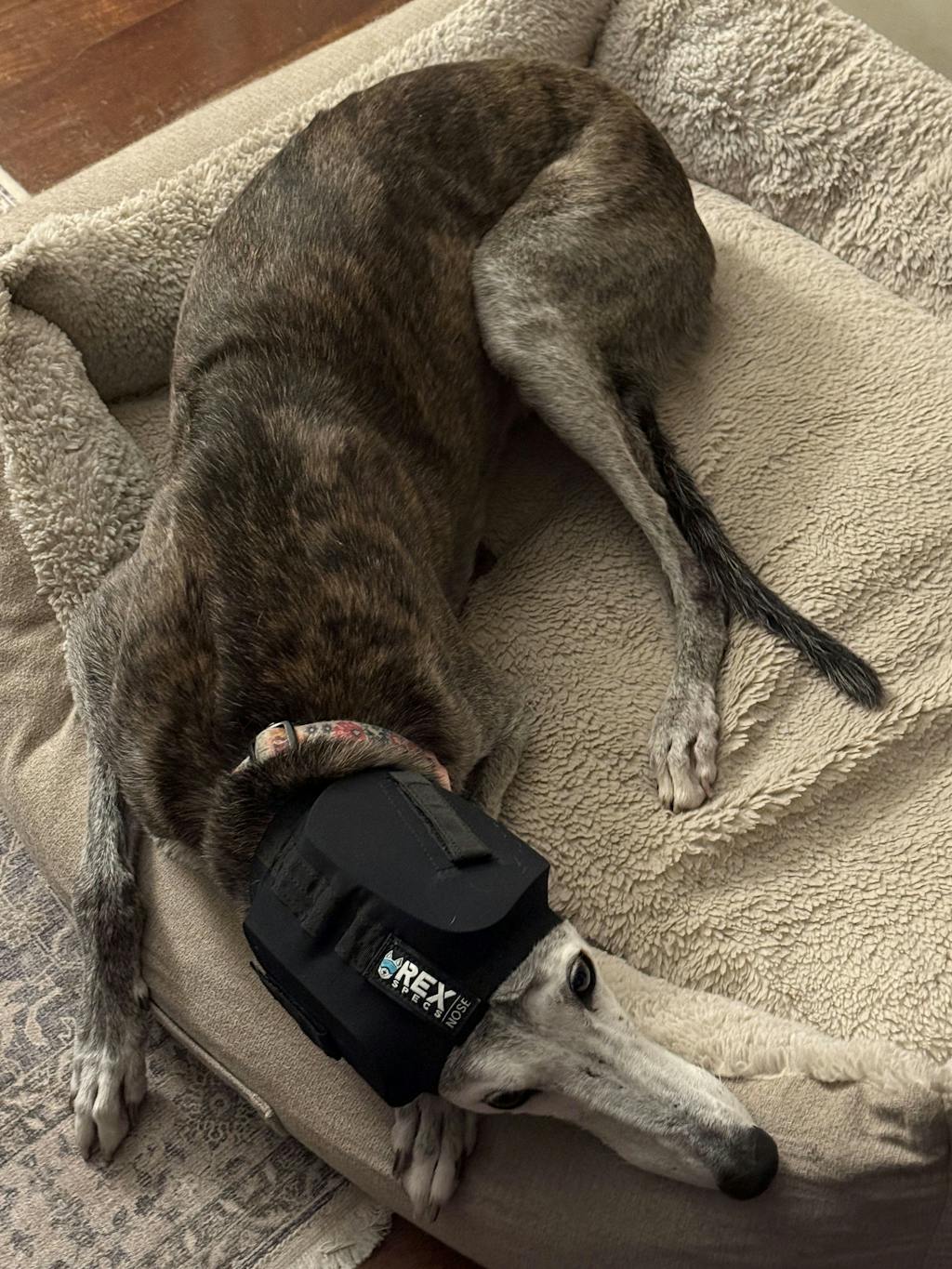 Buy Ear Pro for Dogs | Rex Specs