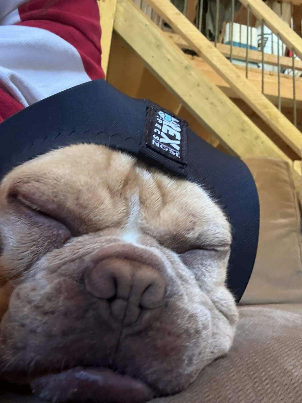 Ear Pro for Dogs – Rex Specs