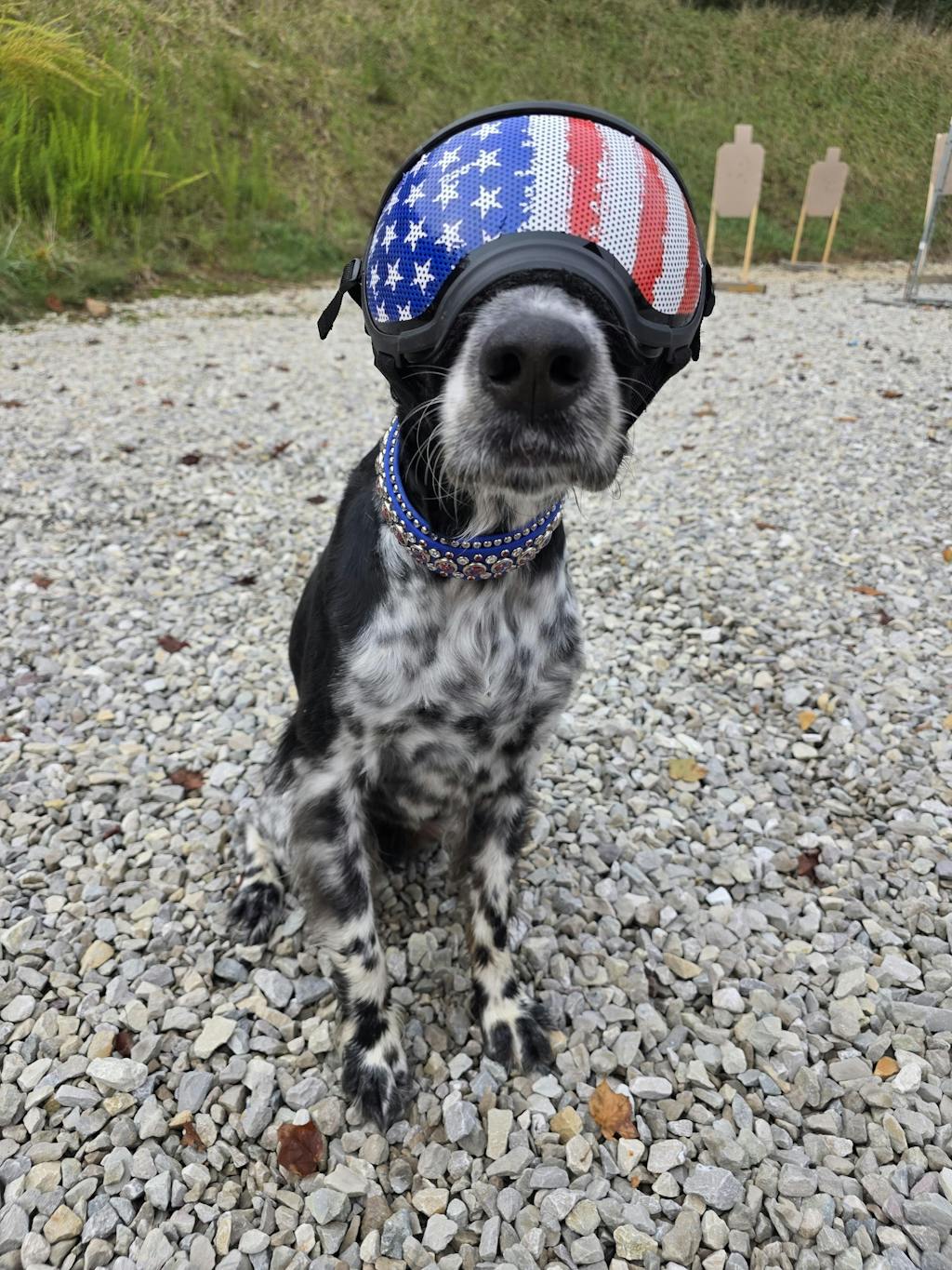 Ear Pro for Dogs – Rex Specs