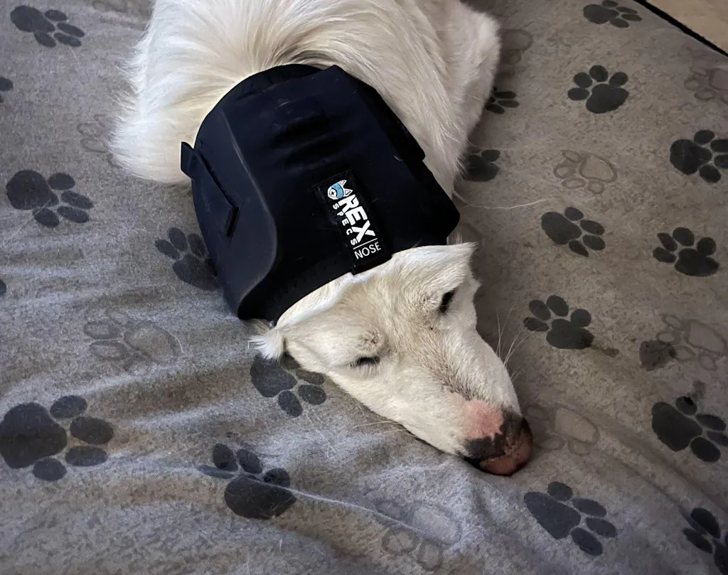 Buy Ear Pro for Dogs | Rex Specs