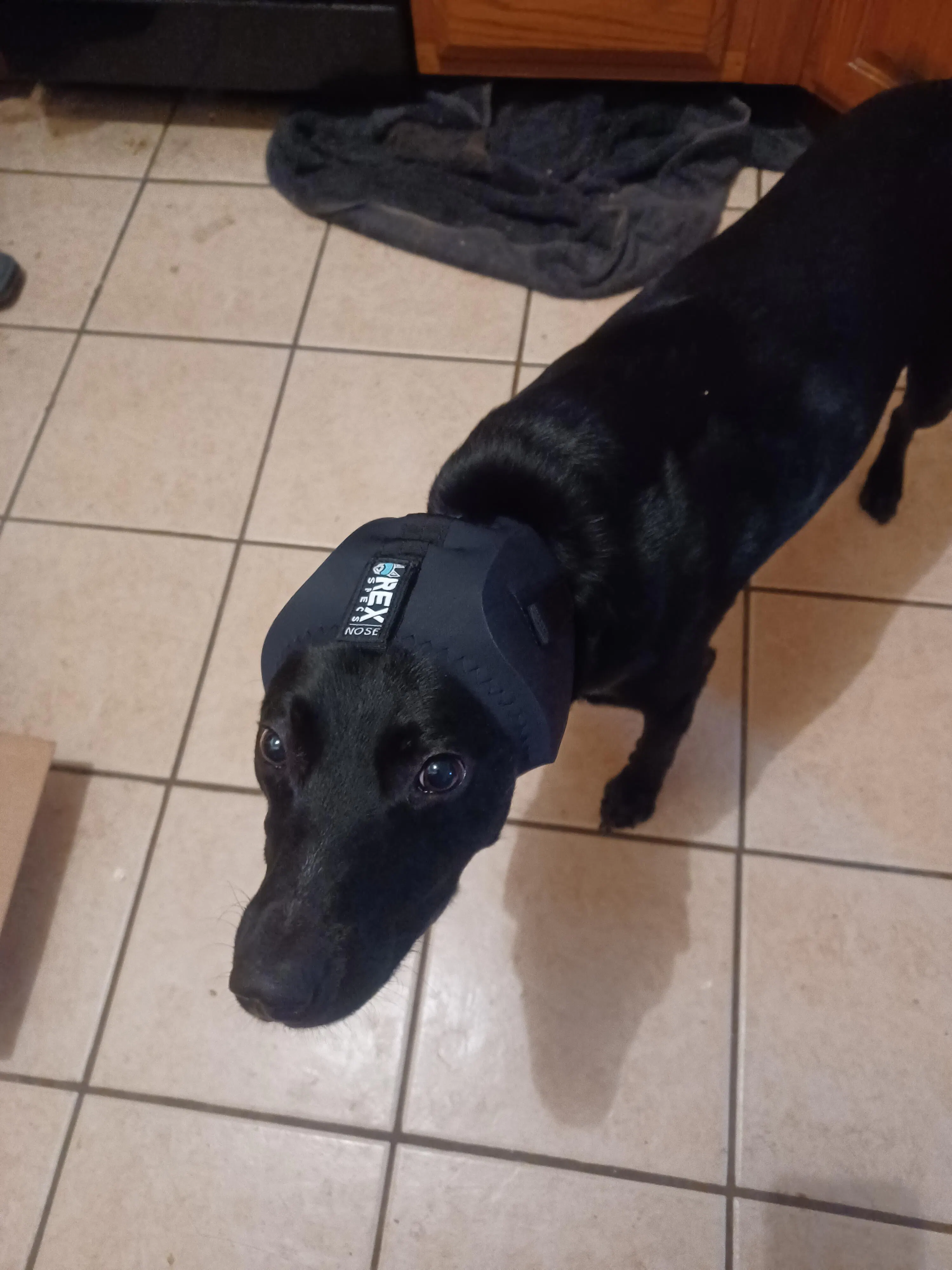 Buy Ear Pro for Dogs | Rex Specs