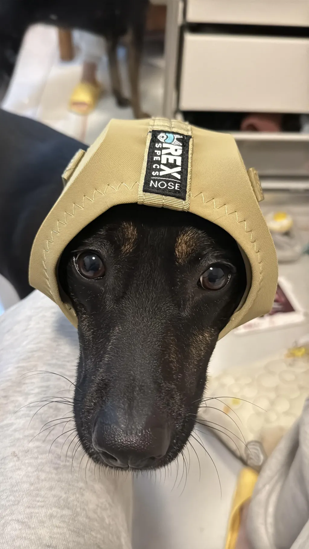 Buy Ear Pro for Dogs | Rex Specs