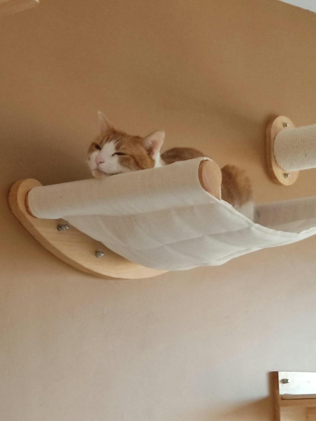 Cat Climbing Wall - Ladder Kit (Beige) - CatTreeKing USA