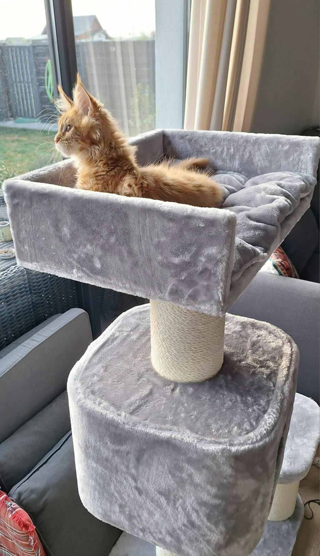 Cat Scratchers | Cat Scratch Tower & Scratching Pole