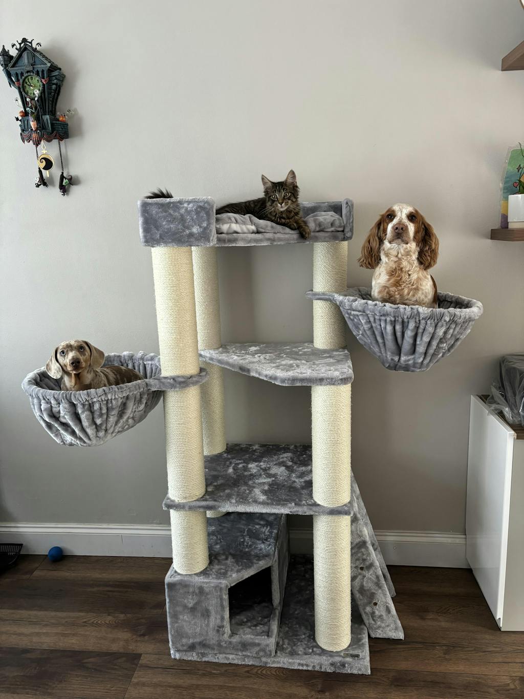 Cat Trees, Towers & Scratching Posts | Cat Tree King