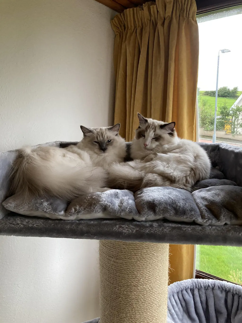 Cat Trees | Cat Towers & Tree Houses | Cat Tree King Australia