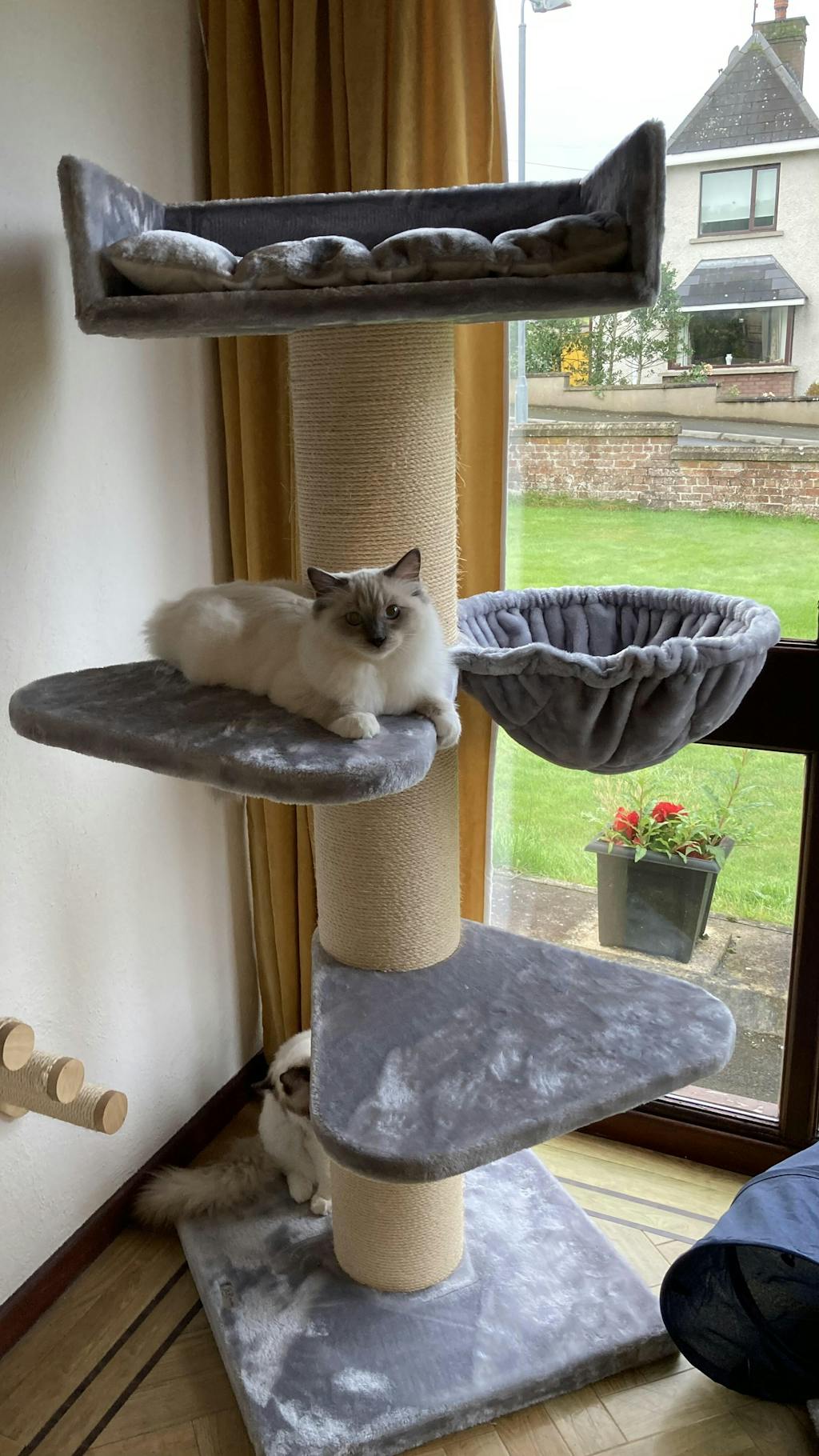 Cat Trees | Cat Towers & Tree Houses | Cat Tree King Australia