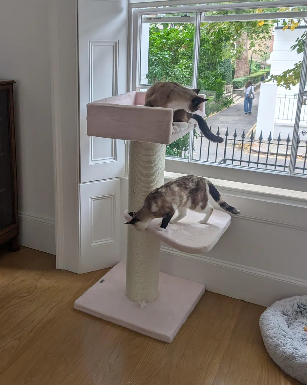 RHR Pets UK - From RHRQuality - The Cat Tree King