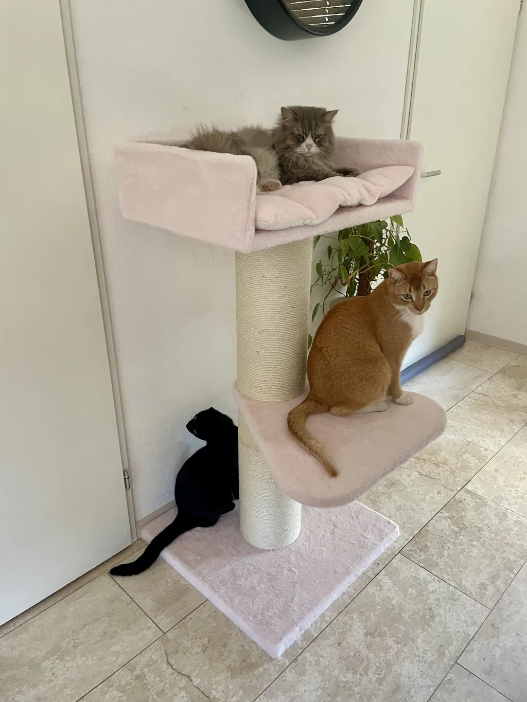 Cat Tree for large cats Royal Cat Palace (Blackline Light Grey ...