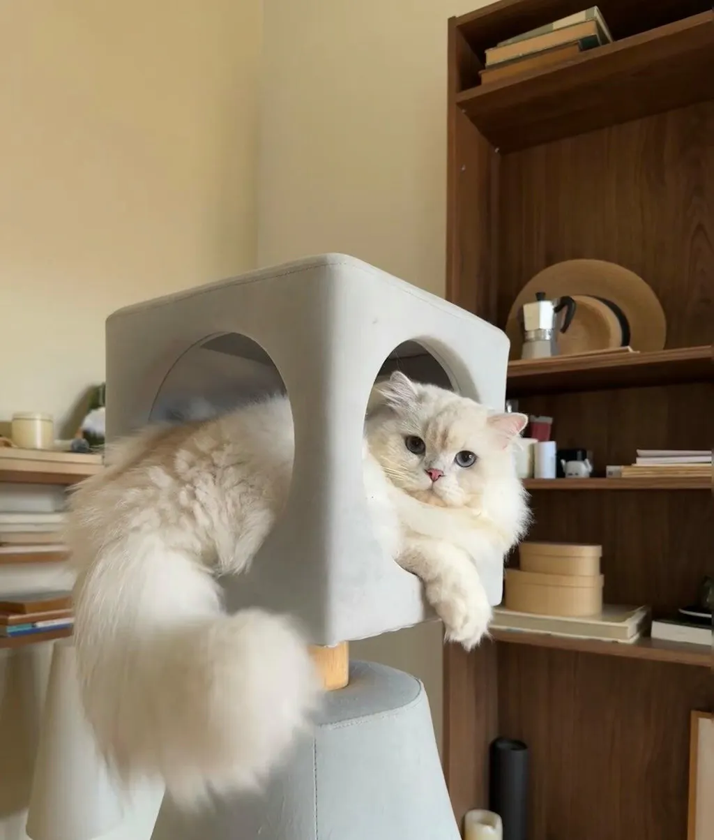 Nordic - Inspired Water Bottle Cat Tree| A Blend of Texture and Style ...