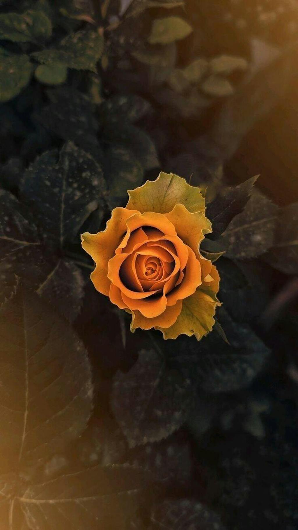 RIO RABBIT – Exclusive Perfumes & Sunglasses for a Bold Style