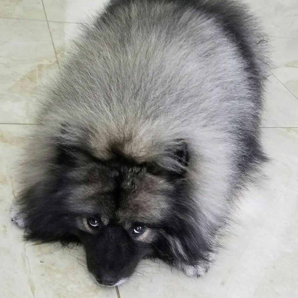 RISE Armament Rave 140 Flat Drop-In AR Trigger (RA-140 SST Gen 2)