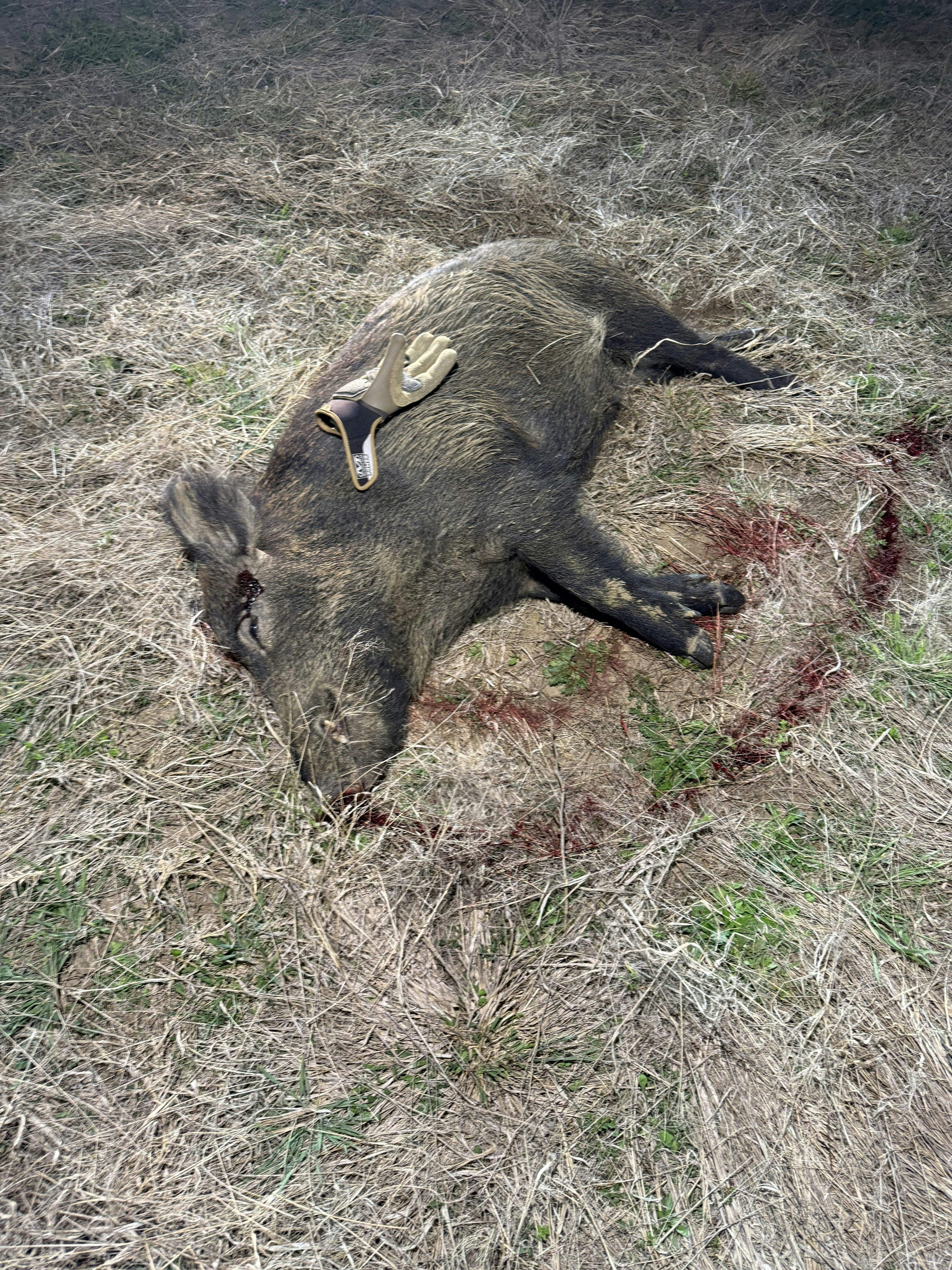 WATCHMAN XR 22 ARC AR-15 Rifle - RISE Armament