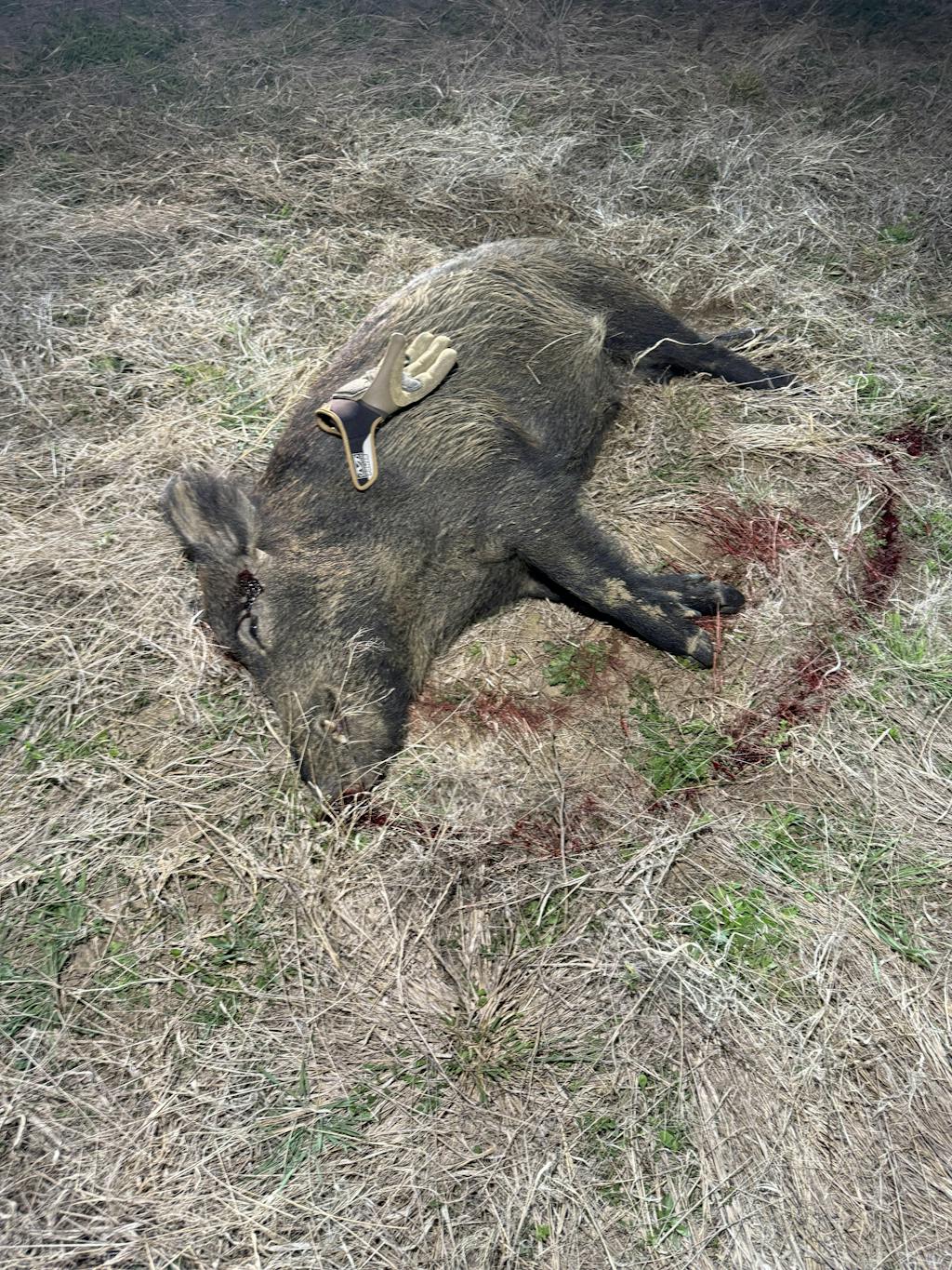 WATCHMAN XR 22 ARC AR-15 Rifle - RISE Armament