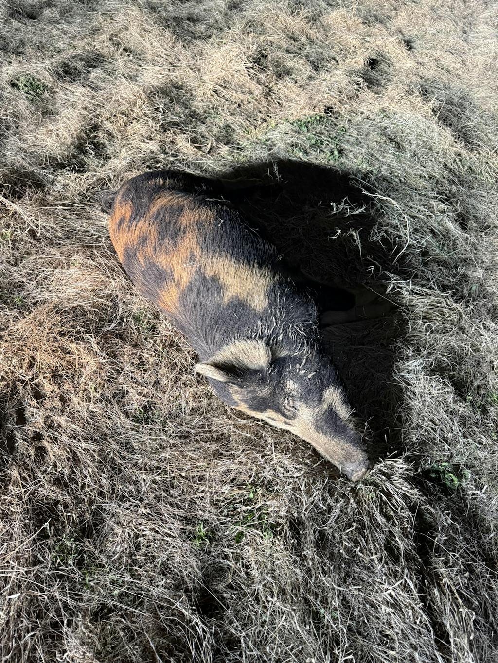 WATCHMAN XR 22 ARC AR-15 Rifle - RISE Armament