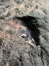 WATCHMAN XR 22 ARC AR-15 Rifle - RISE Armament