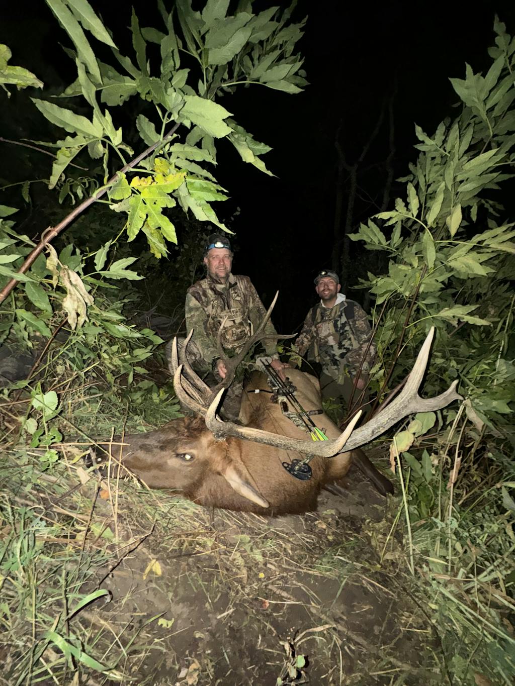 Riven Cambium Elk Bugle Tube