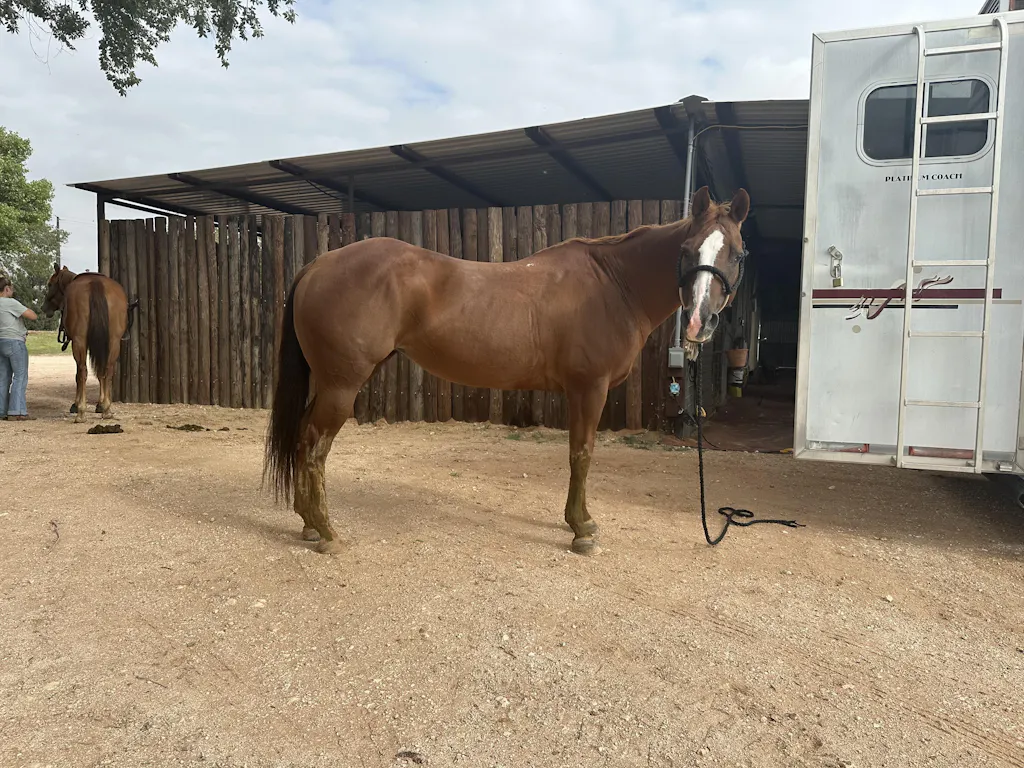 Simple Spray - Herbal Comfort Spray for Horses – Rodeo Road Essentials