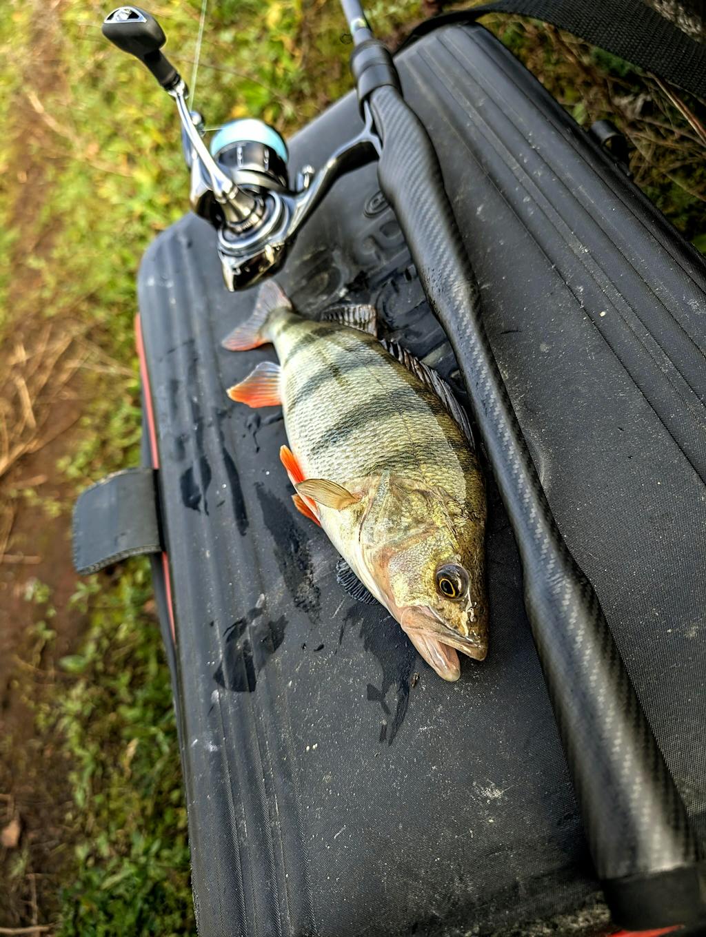 NFC XO Skeleton Spinning