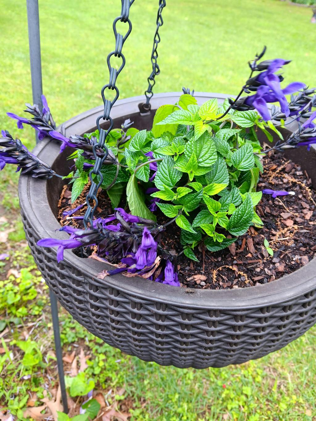 Salvia BODACIOUS® 'Hummingbird Falls' – Romence Gardens & Greenhouses