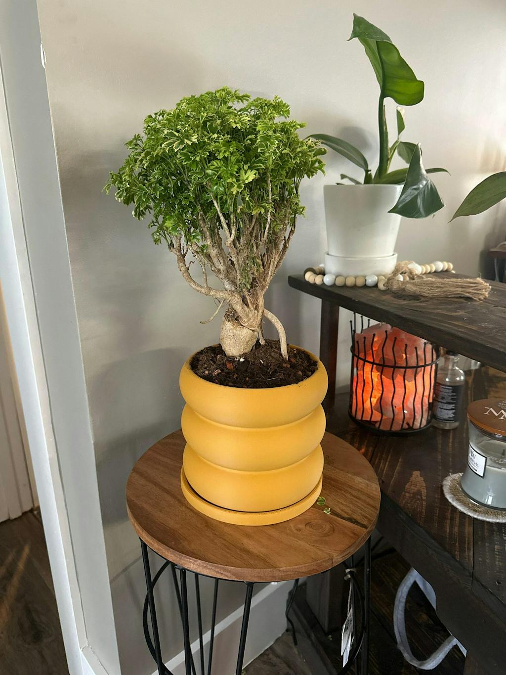 Bubble Plant Pot - Unique Single Ring Planter Pots with Drainage and ...