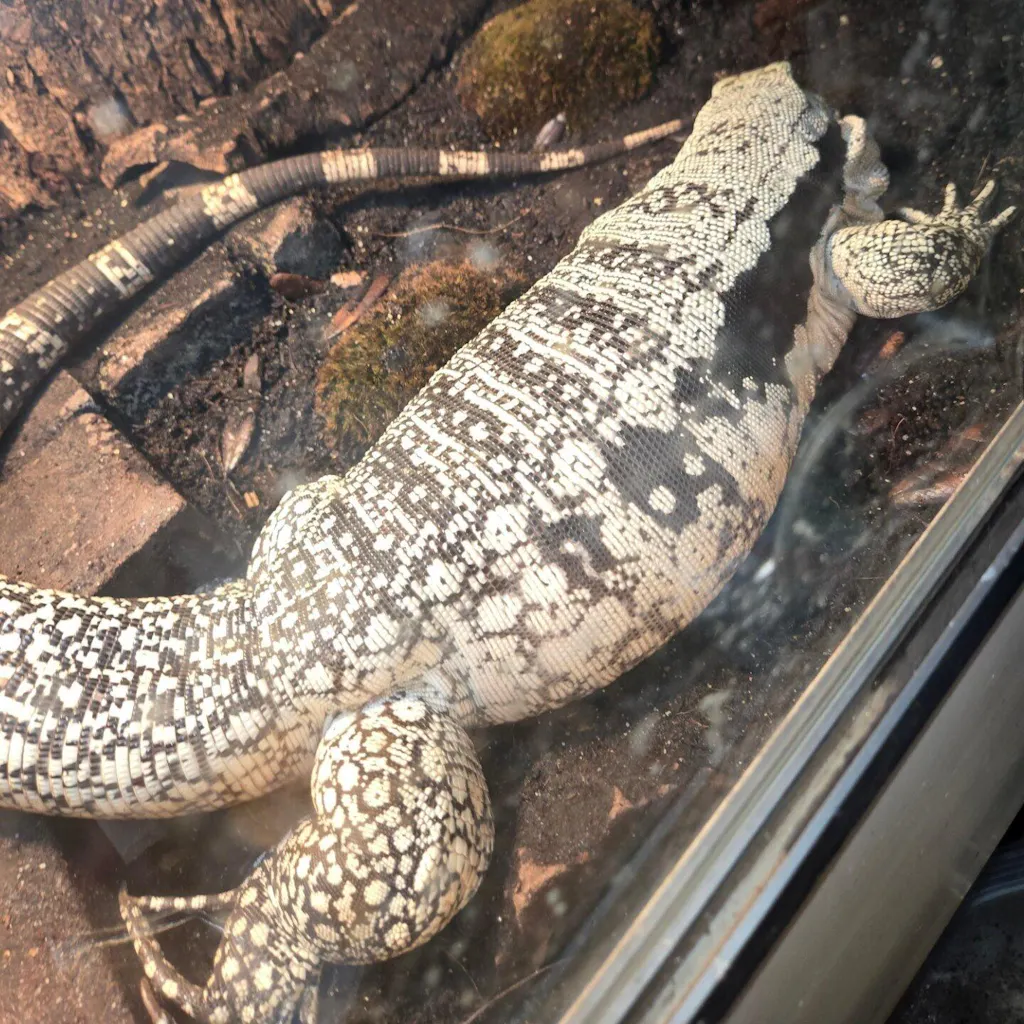 "We pick" Blue Tegu – RoseCityReptilesTX