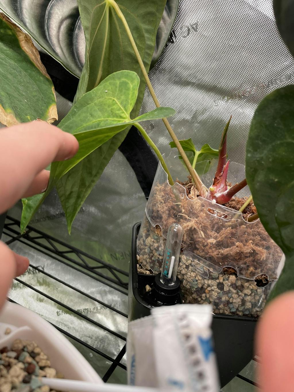 Clear Pot Extender – Rousseau Plant Care