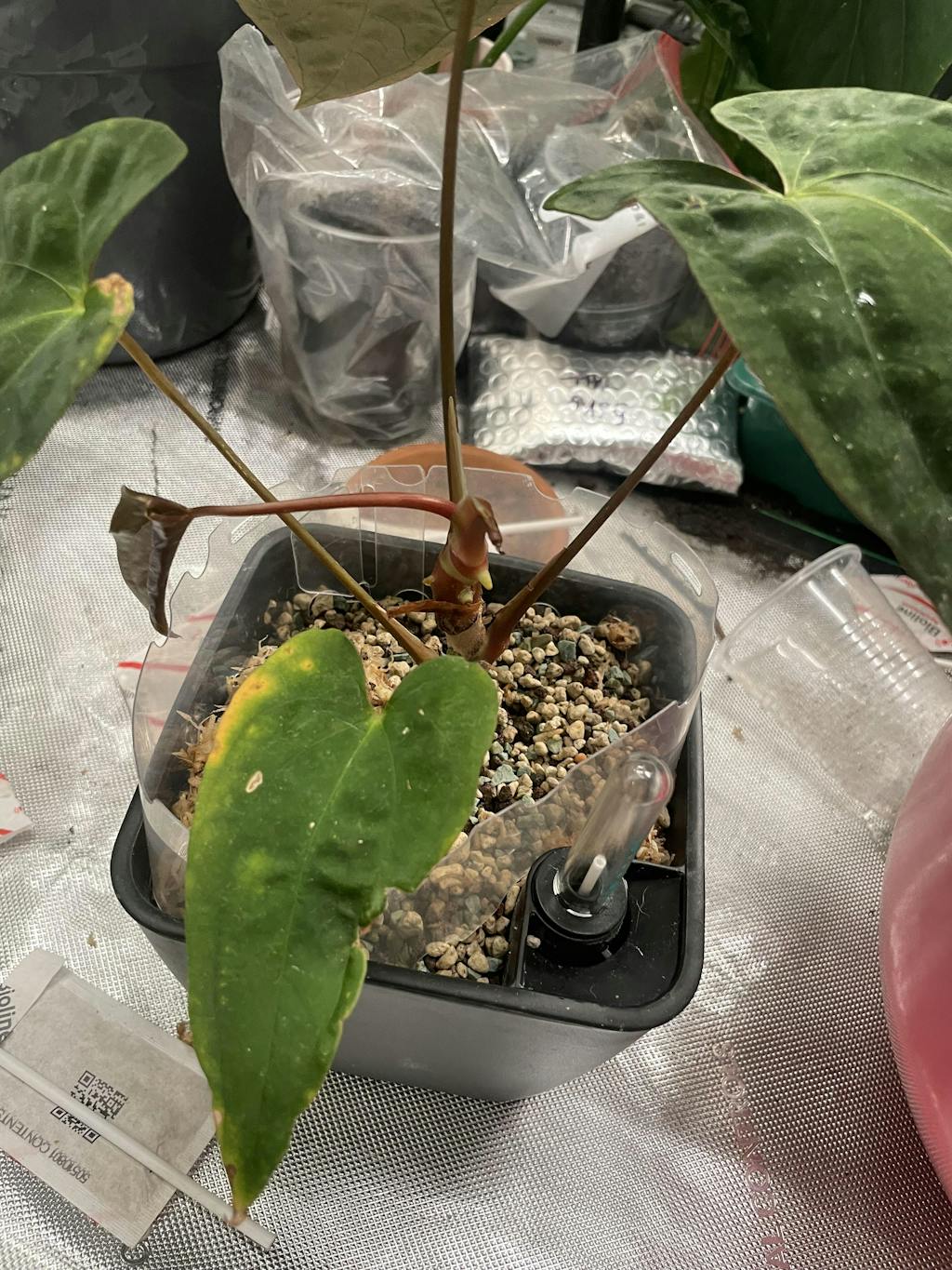 Clear Pot Extender – Rousseau Plant Care