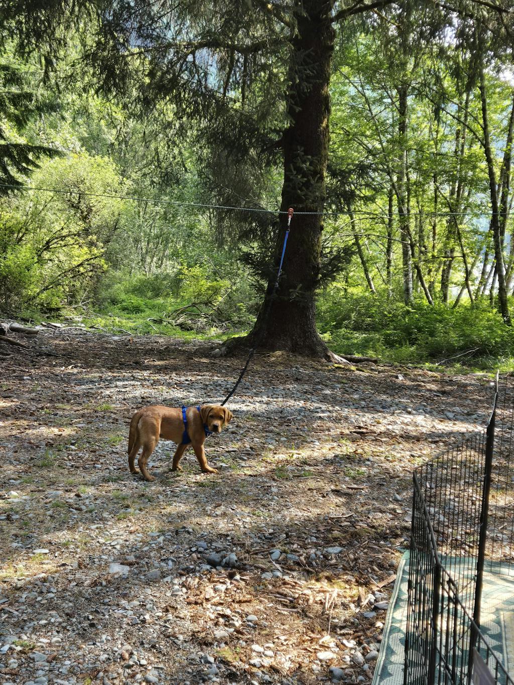No Fence? No Problem! SkyTrack Dog Trolley Systems – ROVER ROAMER