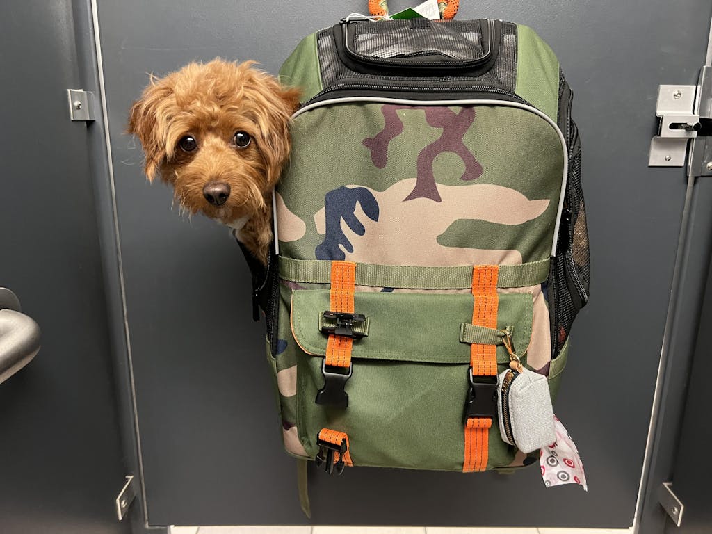 Airline-Compliant Pet Backpack Carrier | For pets up to 25lbs – ROVERLUND