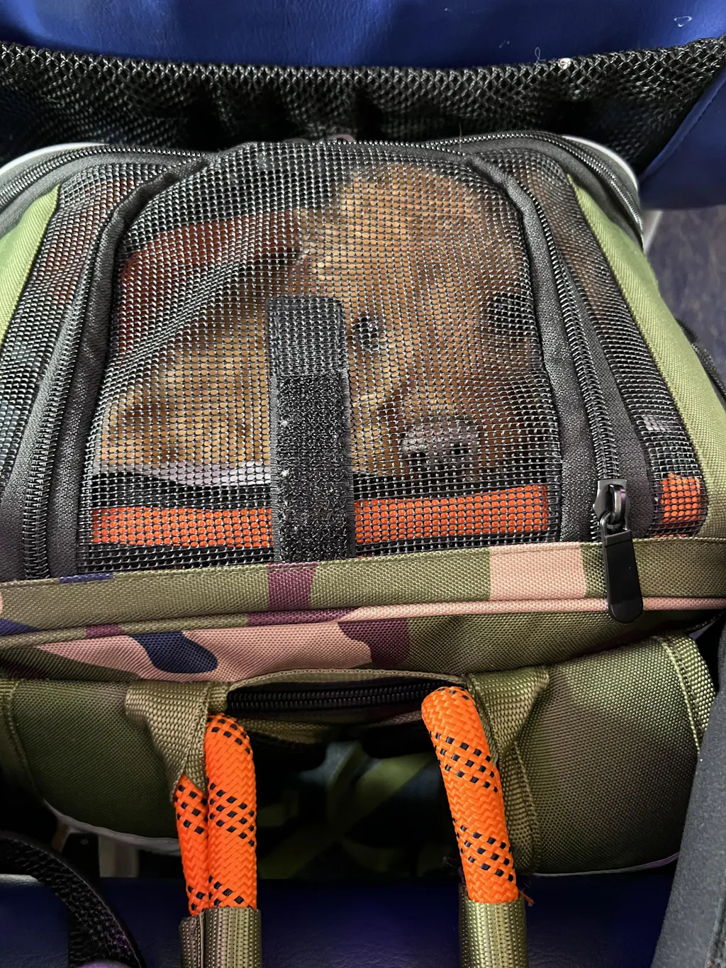 Airline-Compliant Pet Backpack Carrier | For pets up to 25lbs – ROVERLUND