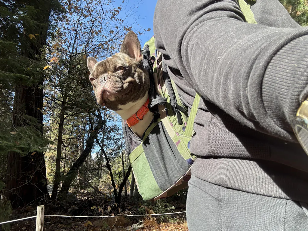 Airline-Compliant Pet Backpack | For pets up to 25lbs – ROVERLUND