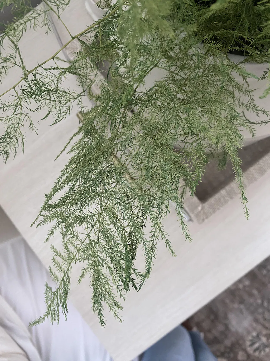 Preserved Plumosus Fern – Roxanne's Dried Flowers