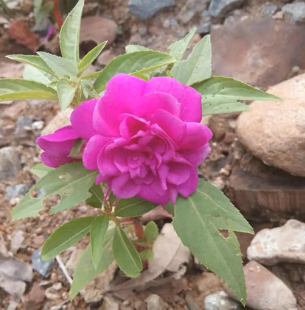 Mixed Color Double Flower Impatiens Balsamina Seeds – ROSESU