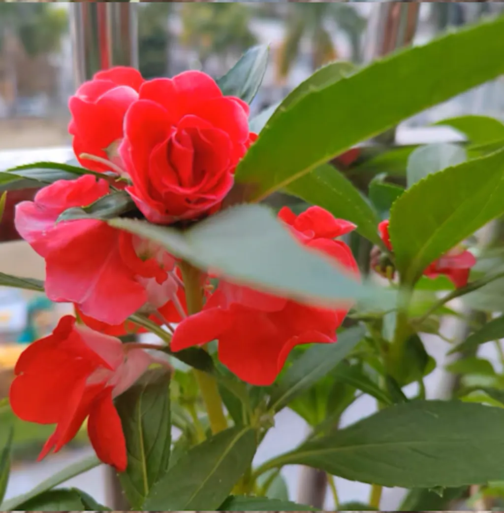 Mixed Color Double Flower Impatiens Balsamina Seeds – ROSESU