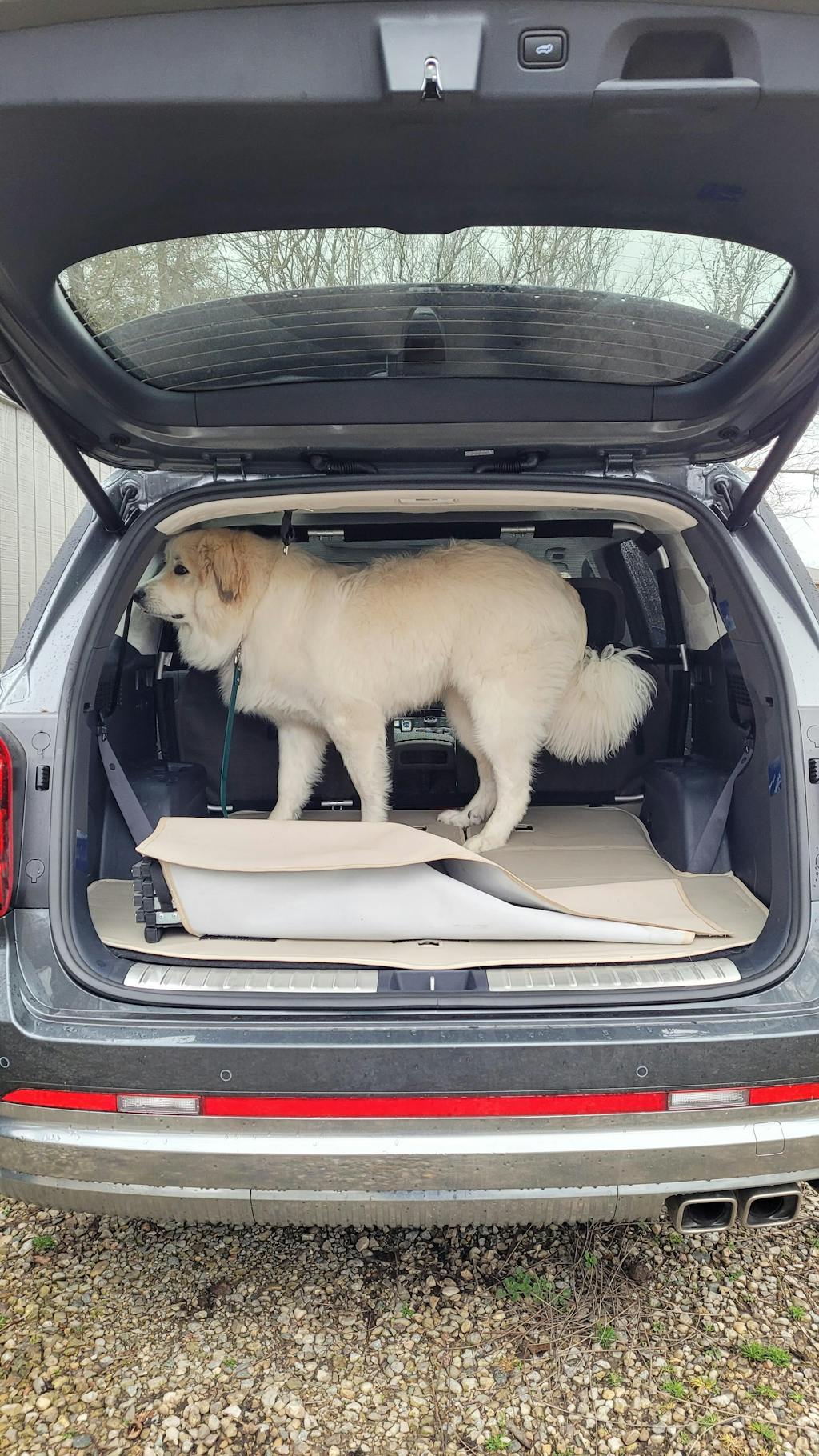 Ruff Rugs Dog Cargo Liner - Custom Cargo Liner for Dogs | Ruff Rugs