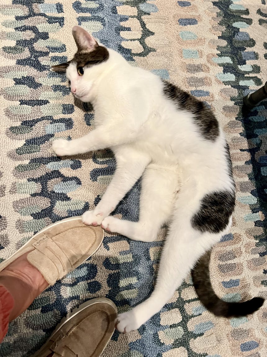 Rugs Done Right Custom Sequoia SEQUO Walnut Rug