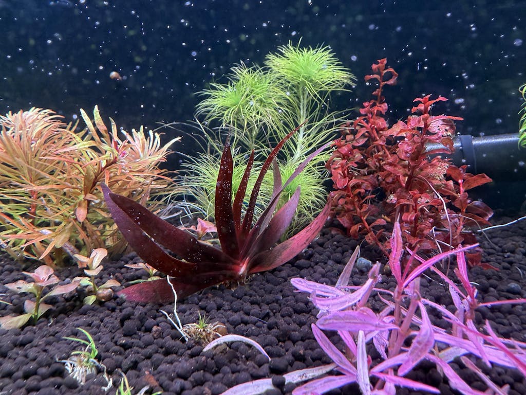 Xyris sp. Red – S21 Aquatics LLC