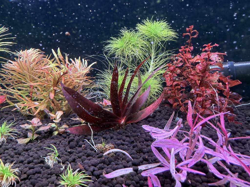 Xyris sp. Red – S21 Aquatics LLC