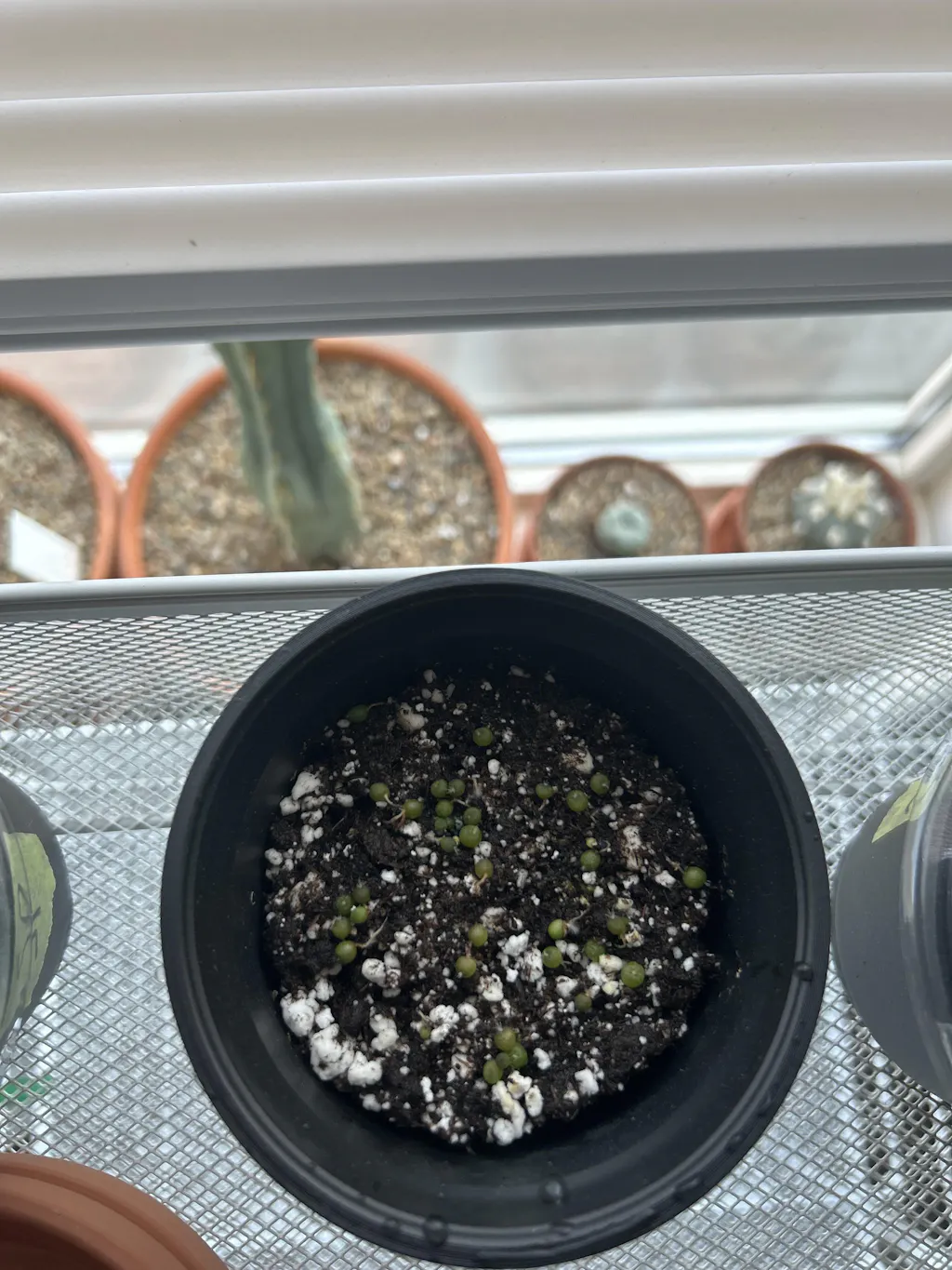 Buy Fresh Peyote Seeds (Lophophora williamsii var. caespitosa) – Sacred ...