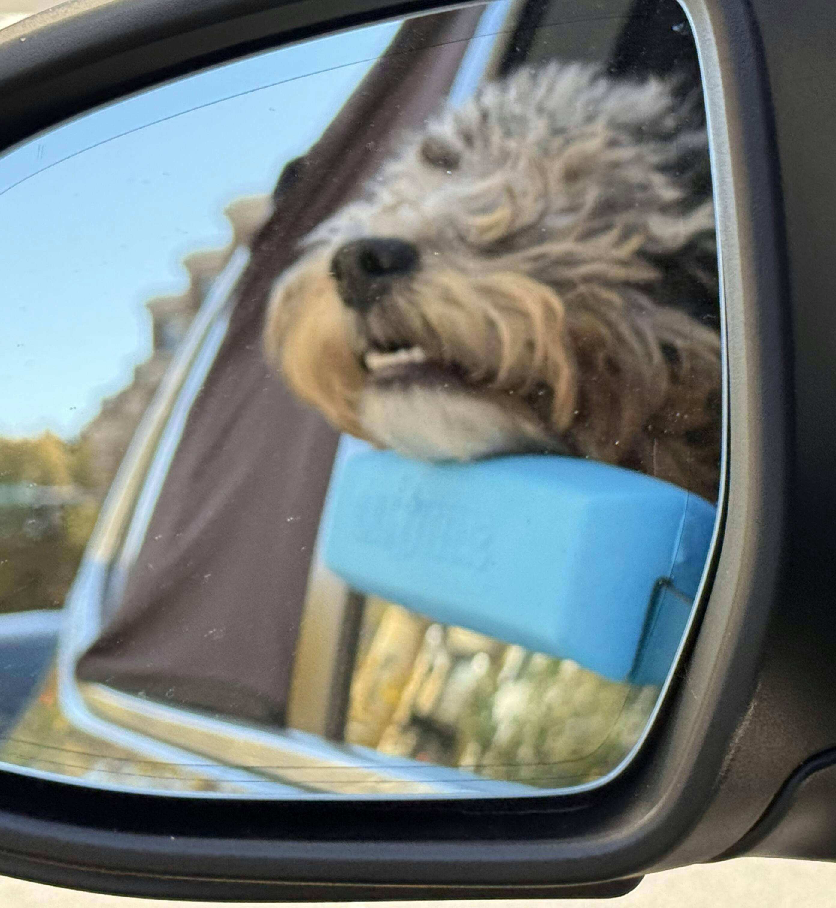 Whiffie Cushion™ - Viral Patent Pending Car Window Chin Rest For Dogs ...